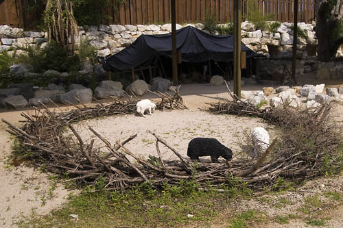 Who are the Sheep not of this Sheepfold?