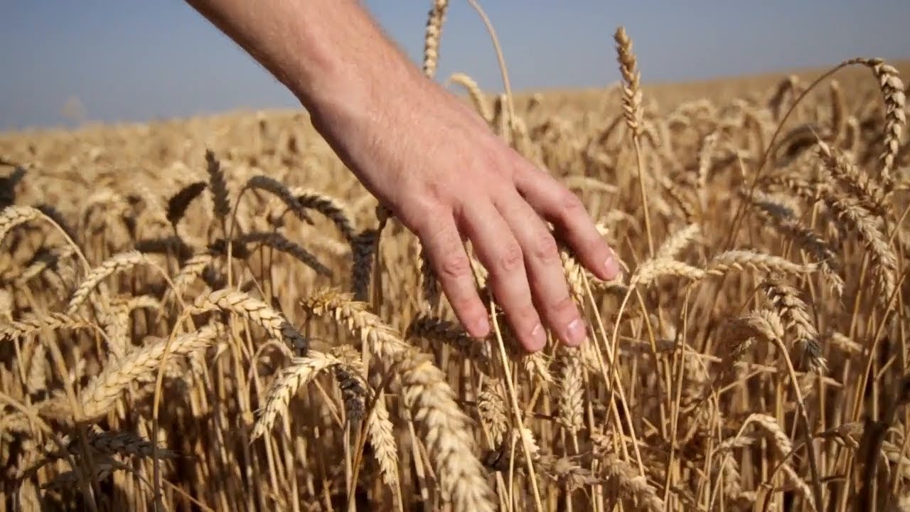 parable of the wheat and the tares Archives - Redeeming God