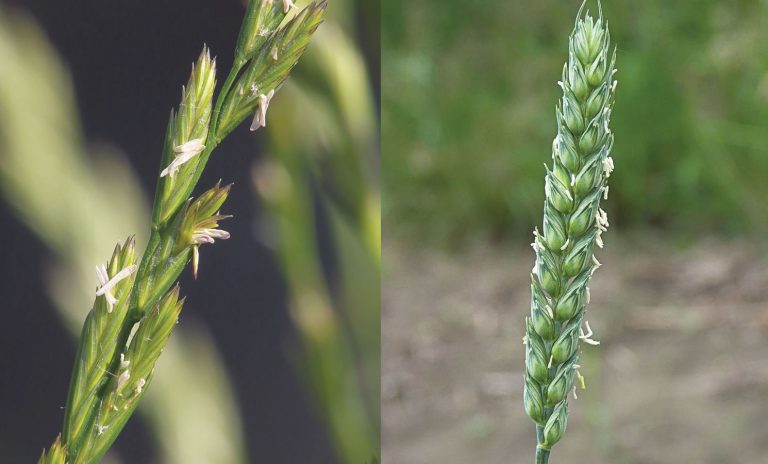 parable of the wheat and the tares Archives - Redeeming God